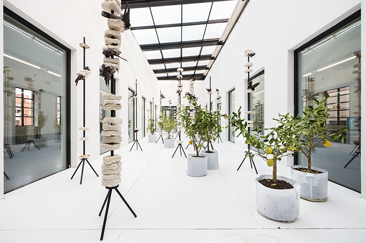 Five Hundred Lemon Trees: An Organic Archive | TFAM